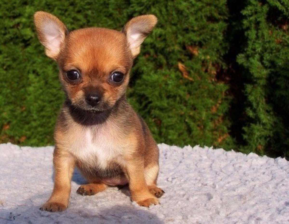 Looking for a good breeder for toy poodle, ideally red or apricot ...